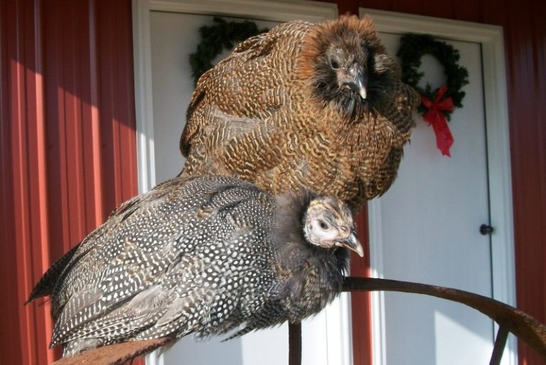 Guinea-Chicken Hybrid: Can Chickens and Guineas Breed? - Backyard Poultry